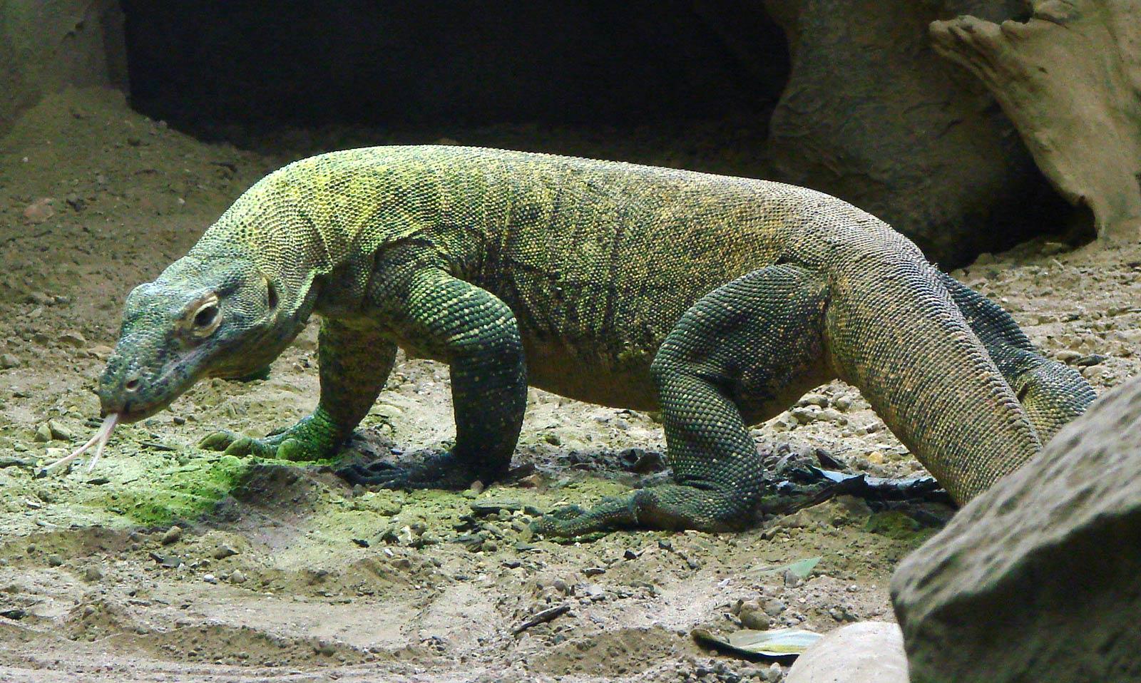 Komodo Wallpapers - Wallpaper Cave