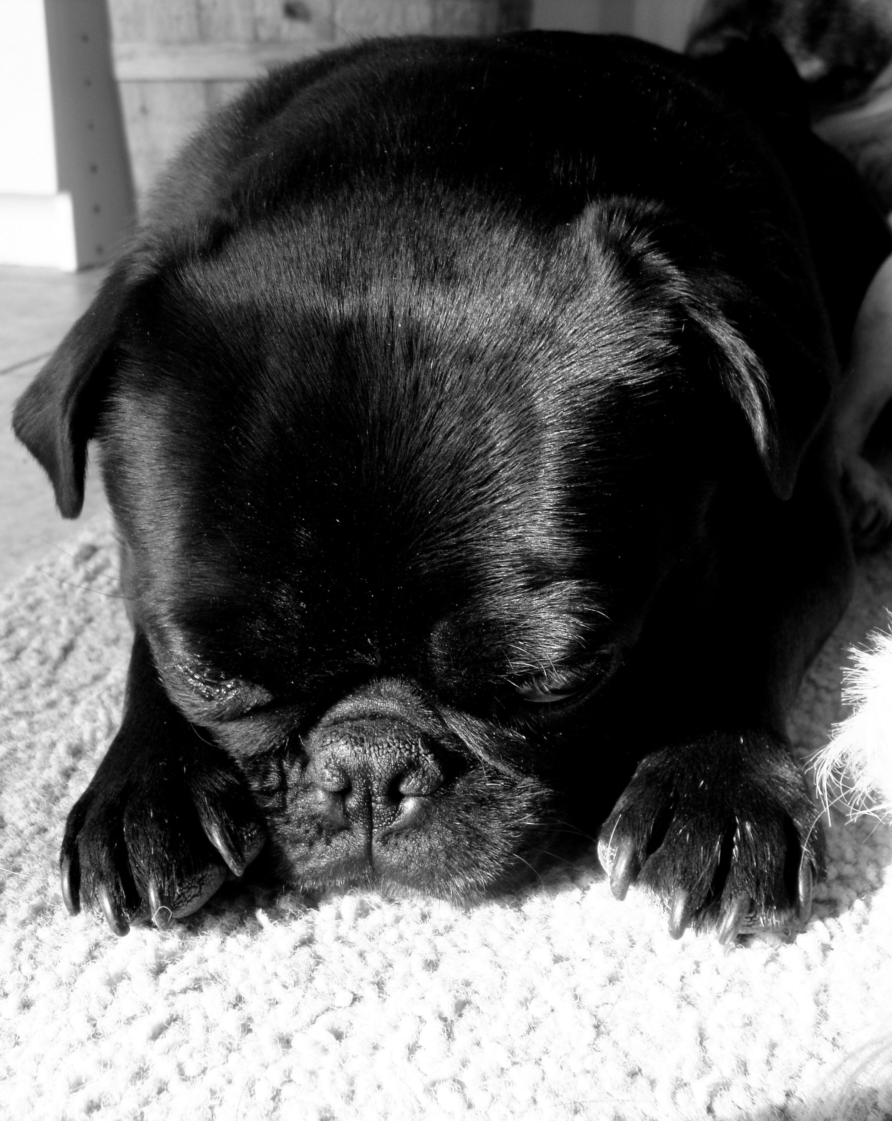 Black Pugs Wallpapers - Wallpaper Cave