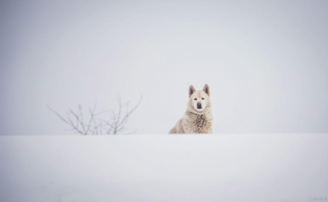 Puppies In The Snow Wallpapers - Wallpaper Cave