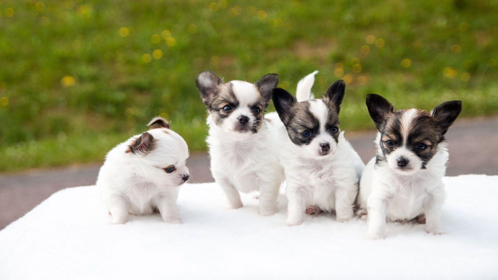 Tiny Puppies Wallpapers - Wallpaper Cave