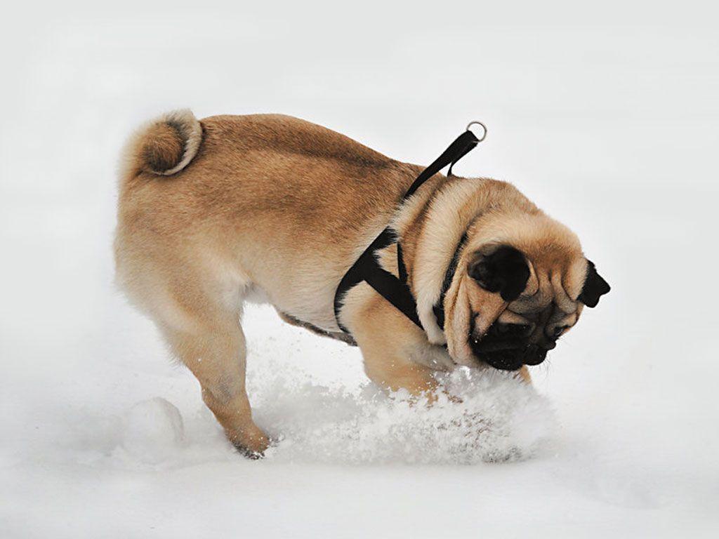 Puppies In The Snow Wallpapers - Wallpaper Cave