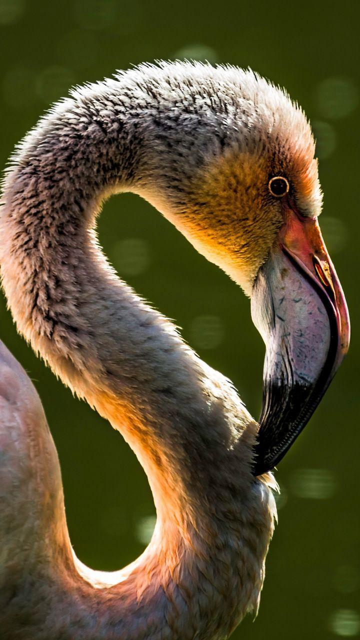 Extinct Birds Wallpapers - Wallpaper Cave