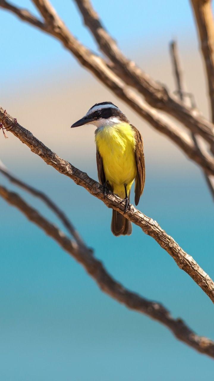 Extinct Birds Wallpapers - Wallpaper Cave