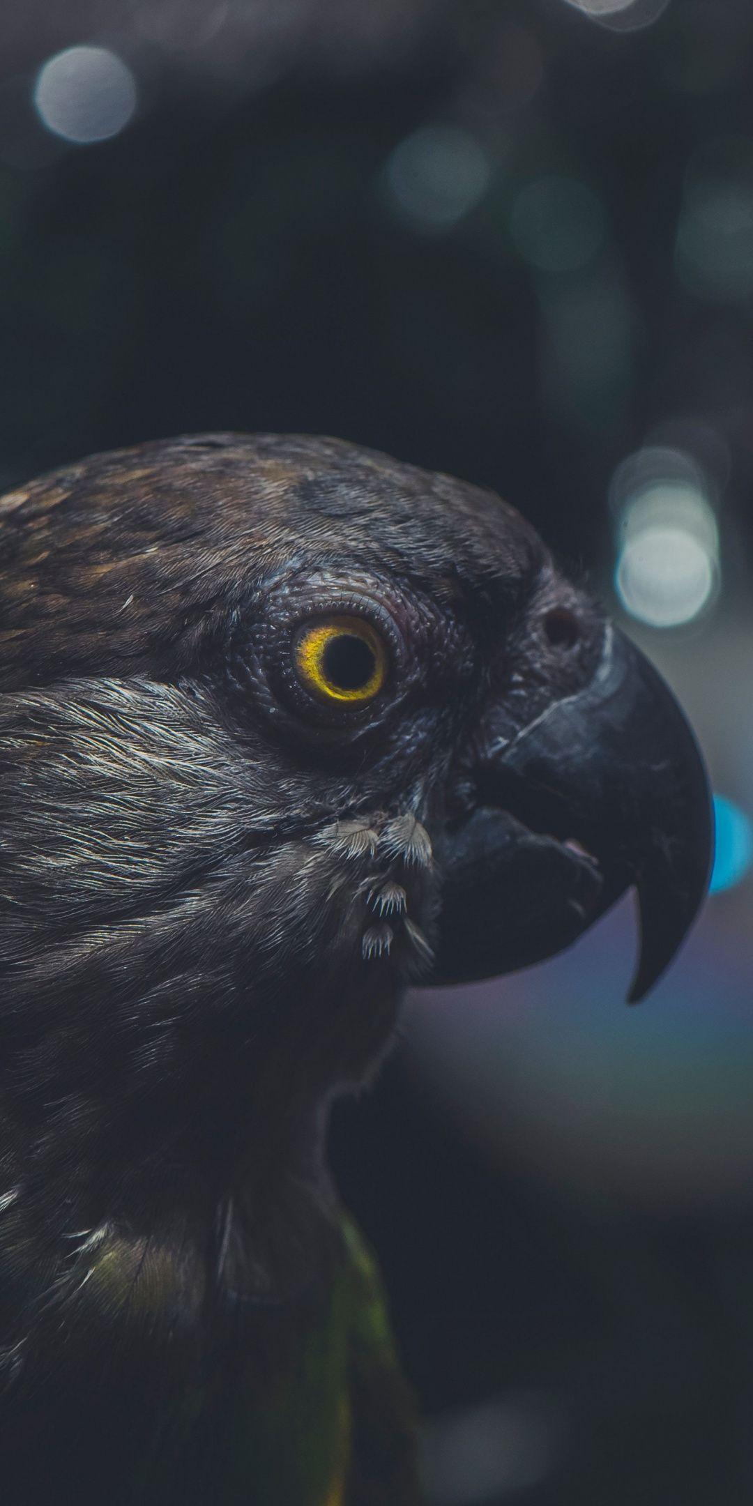 Extinct Birds Wallpapers - Wallpaper Cave