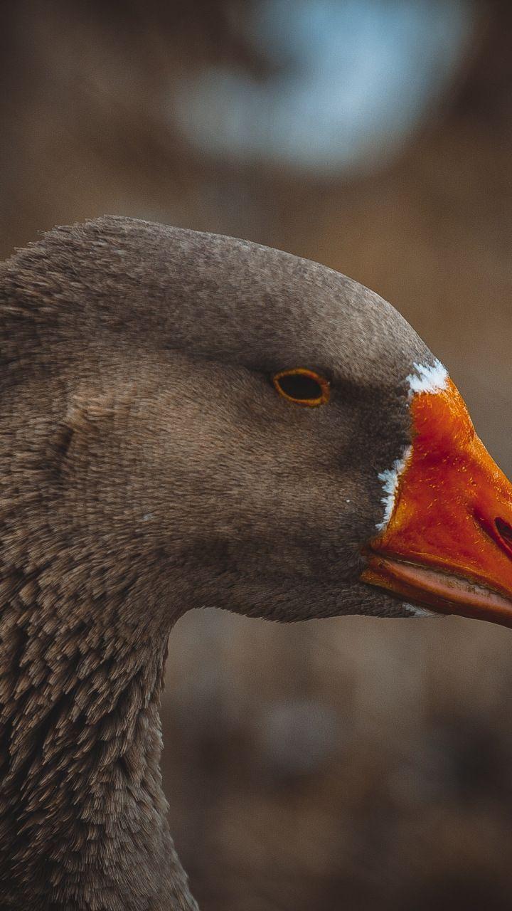 Extinct Birds Wallpapers - Wallpaper Cave