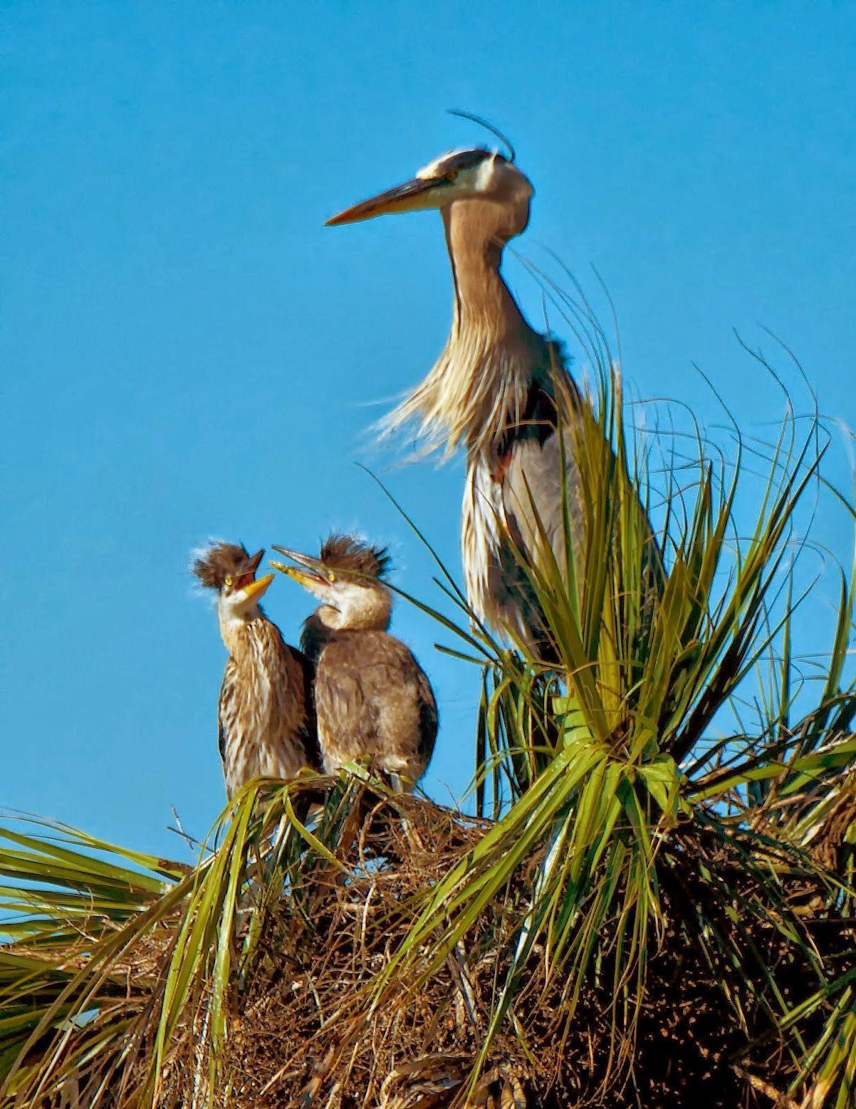 Extinct Birds Wallpapers - Wallpaper Cave