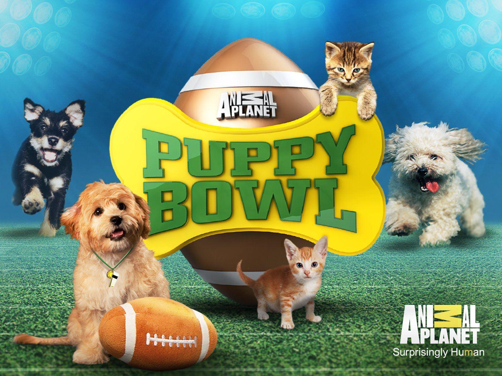 Puppy Bowl 2019 Wallpapers - Wallpaper Cave