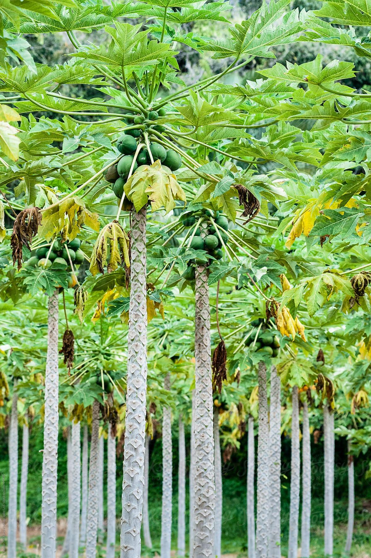 Rarotonga Wallpapers - Wallpaper Cave