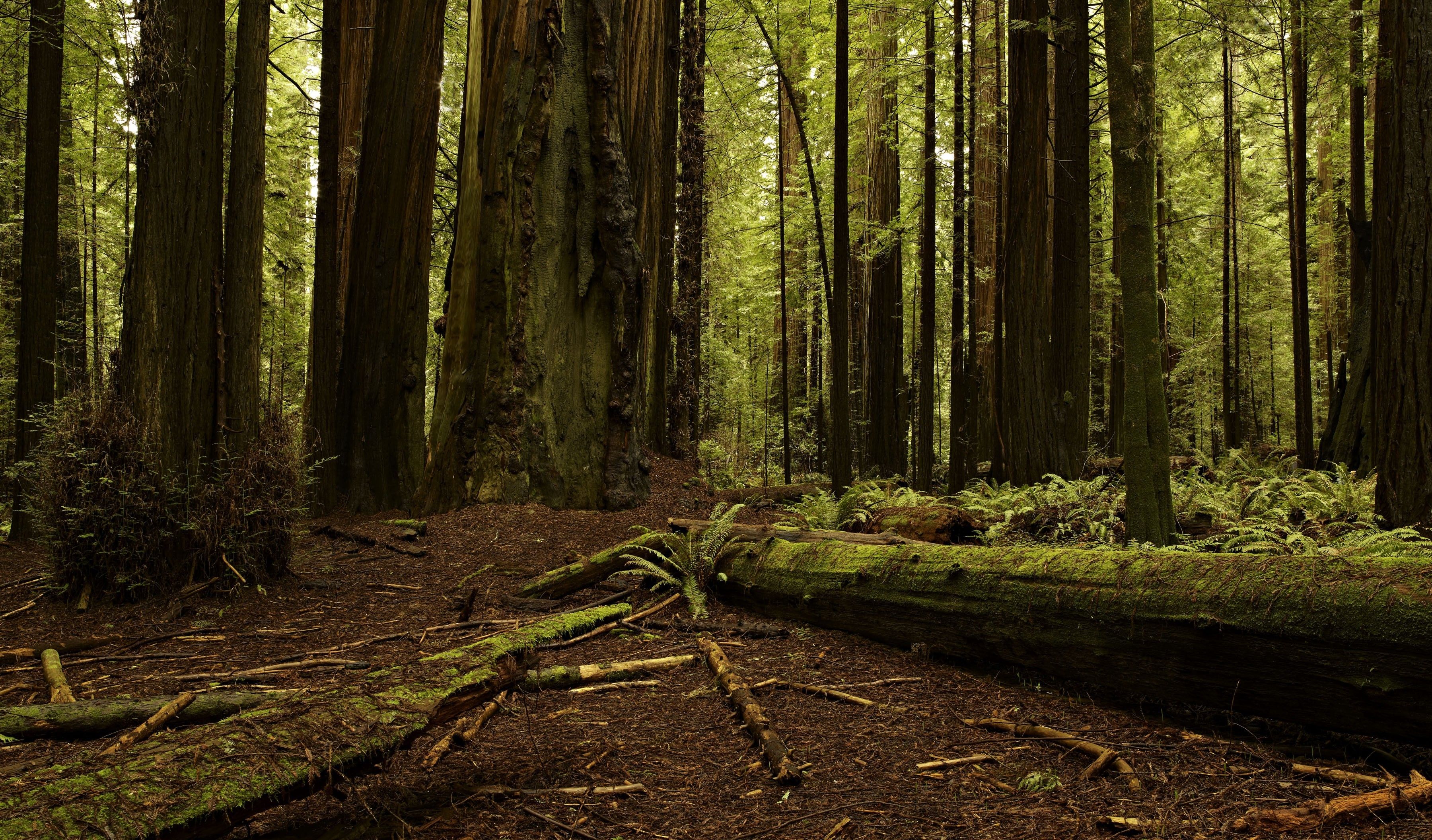 Dead Forest Wallpapers - Wallpaper Cave