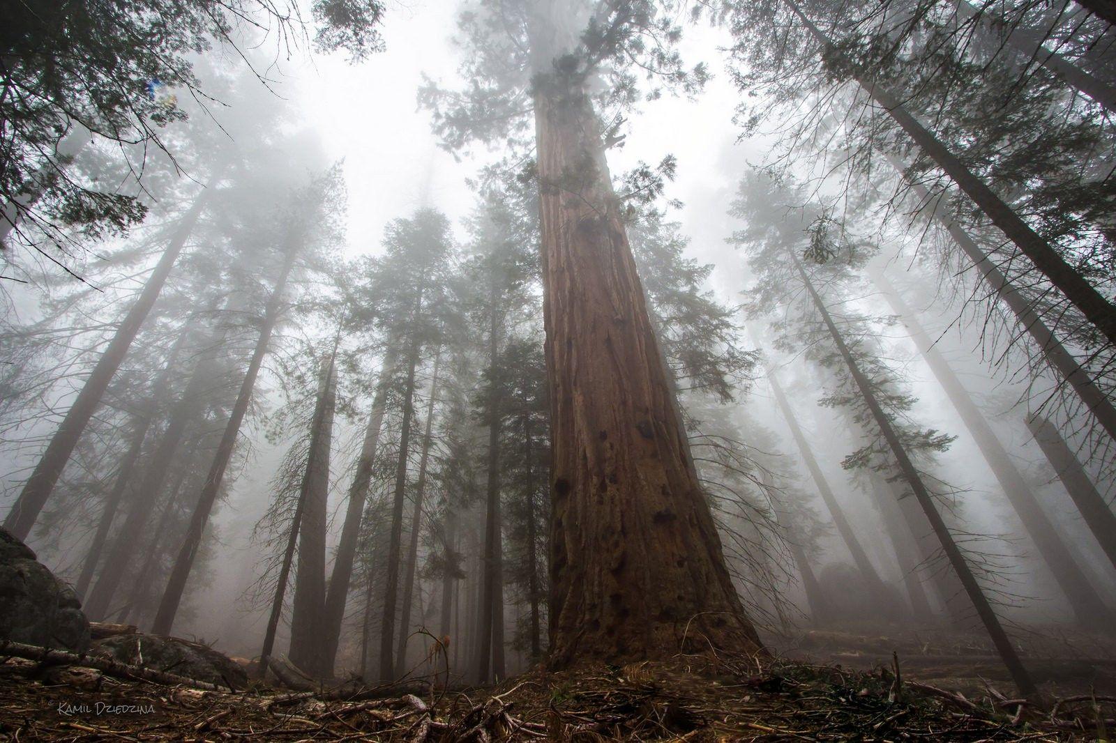 Dead Forest Wallpapers - Wallpaper Cave