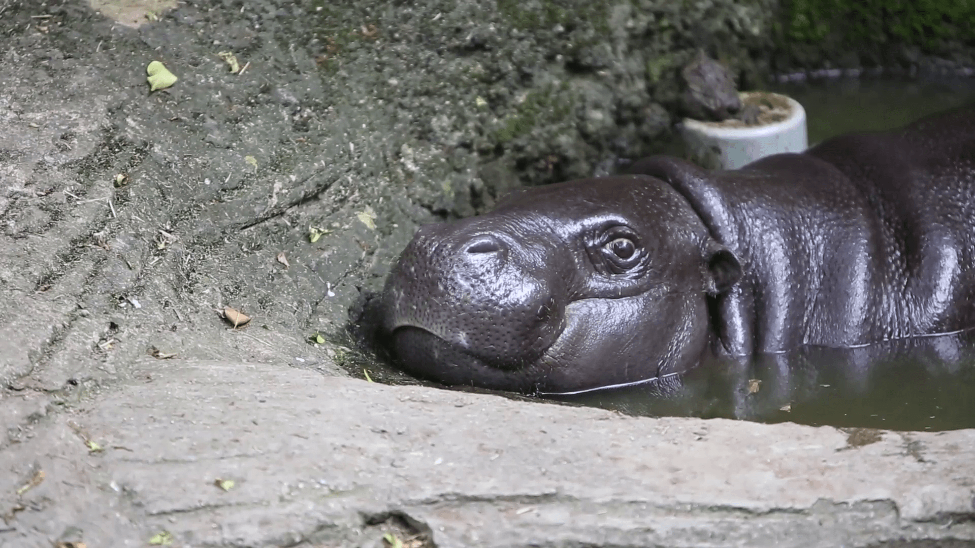 Pygmy Hippopotamus Wallpapers - Wallpaper Cave
