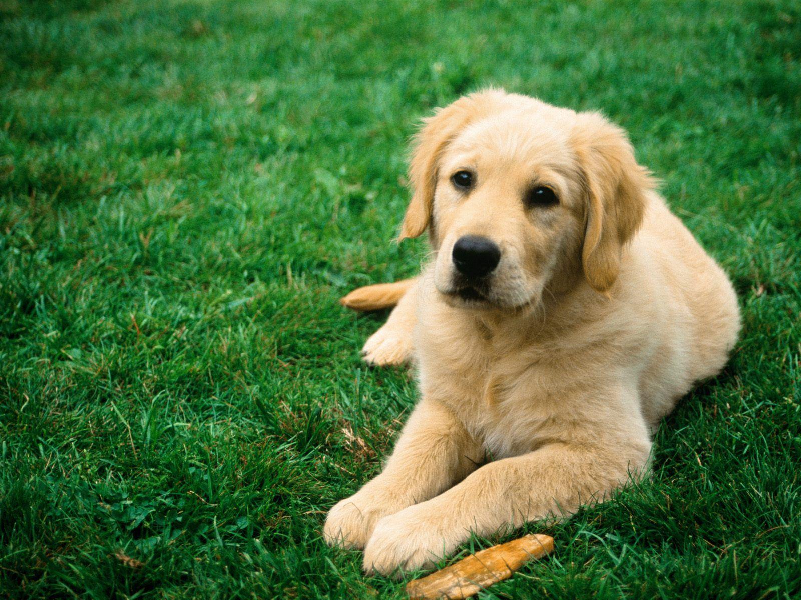 Dogs Wallpapers - Wallpaper Cave