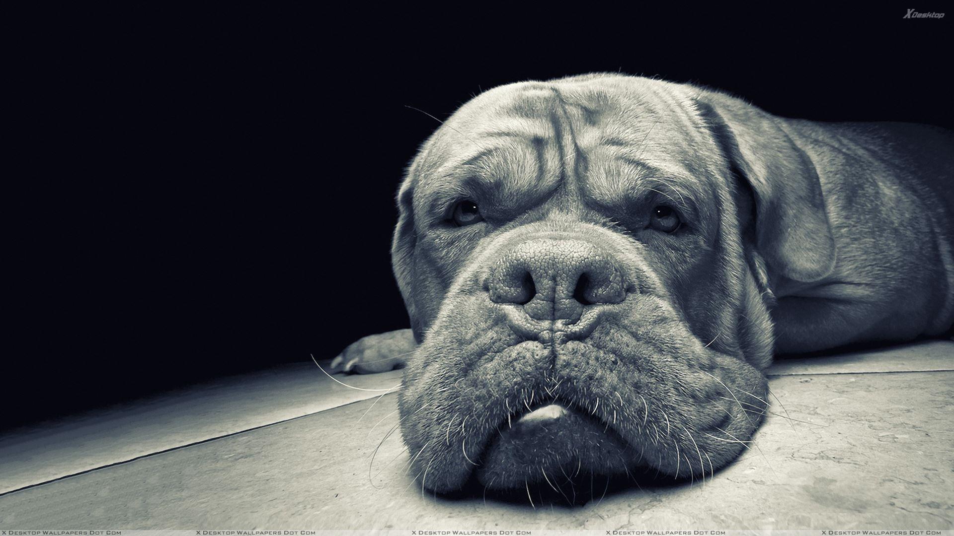 Dog Face Wallpapers - Wallpaper Cave