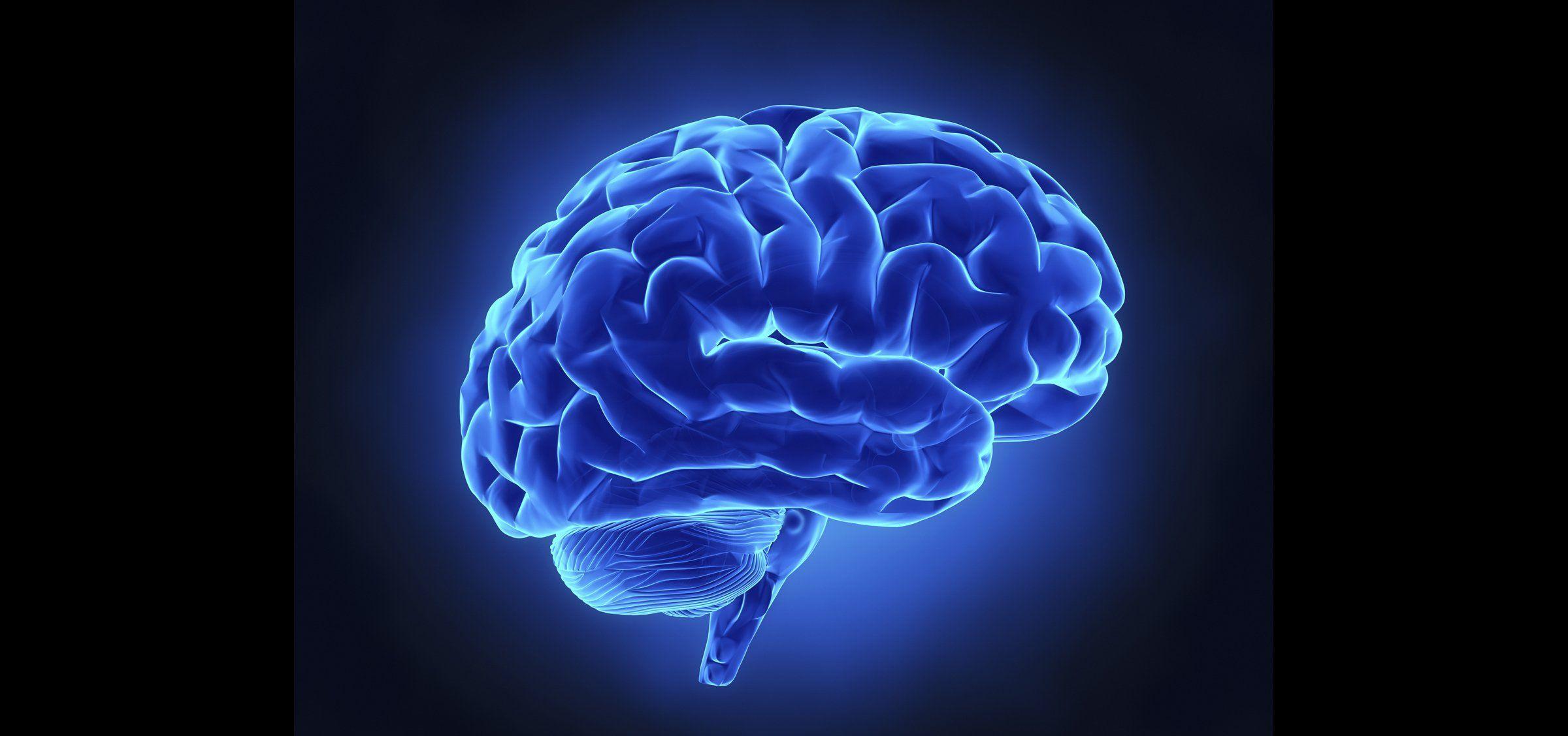 Human Brain Wallpaper