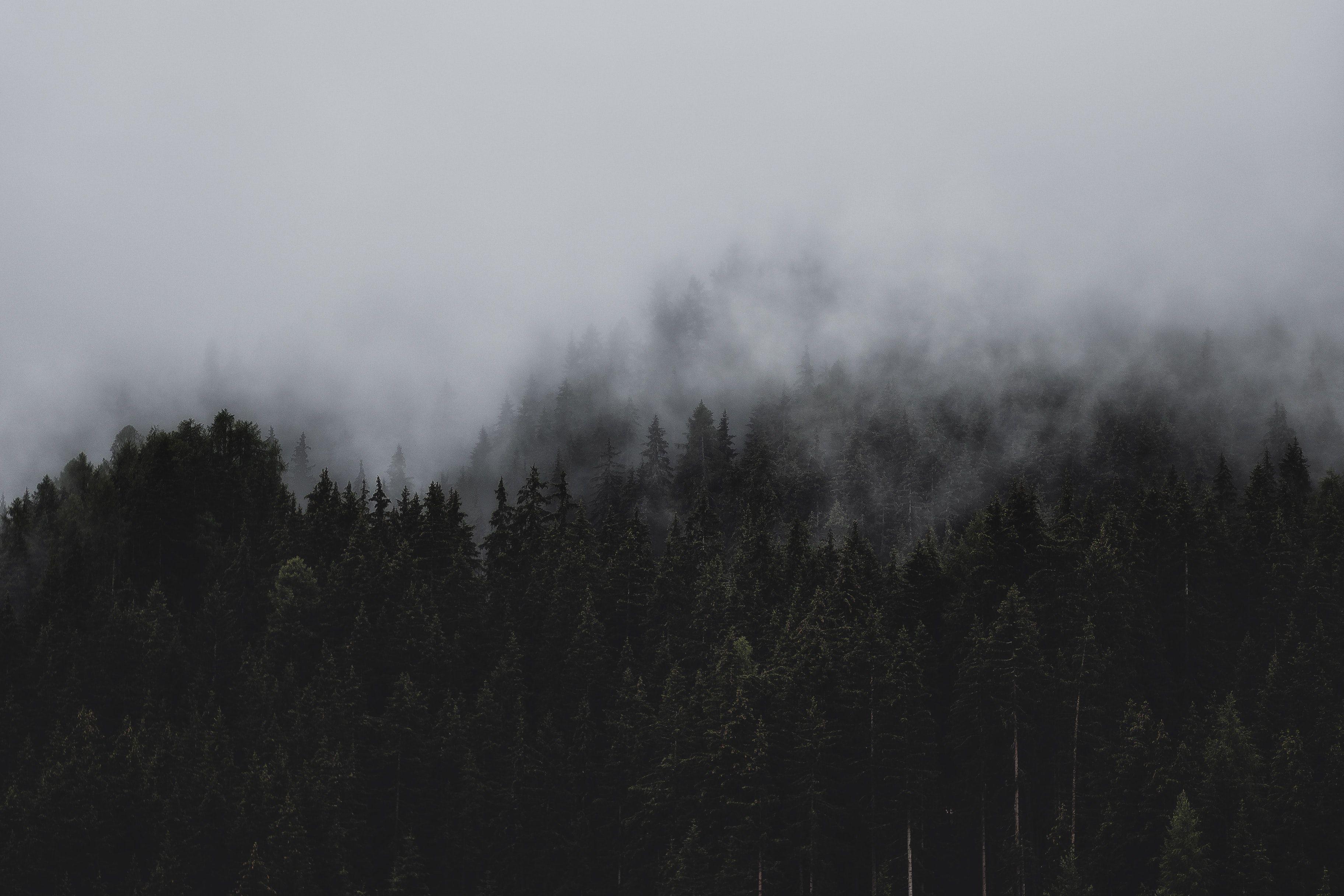 Fog Wallpapers Wallpaper Cave