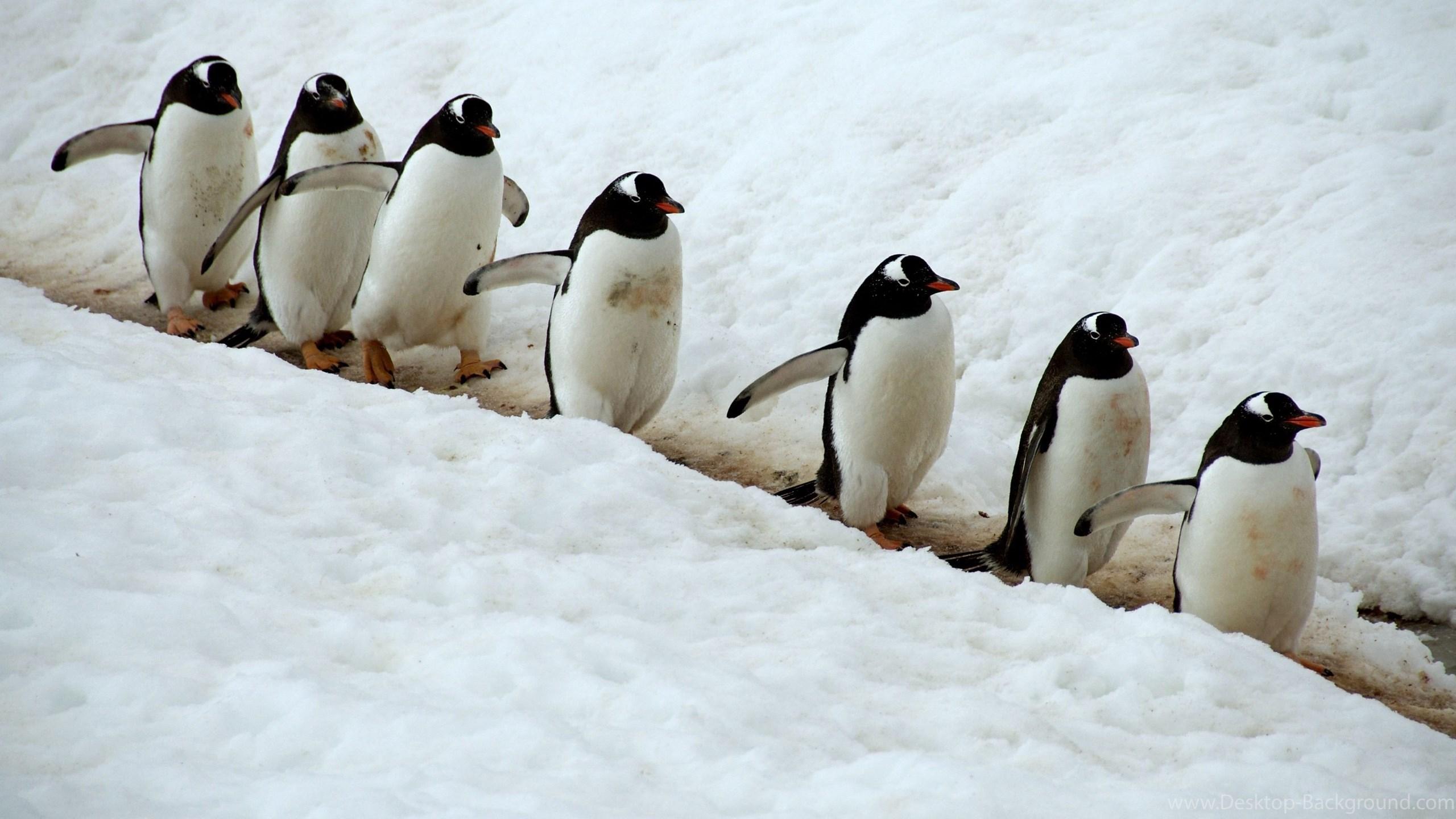 Penguins Wallpapers - Wallpaper Cave