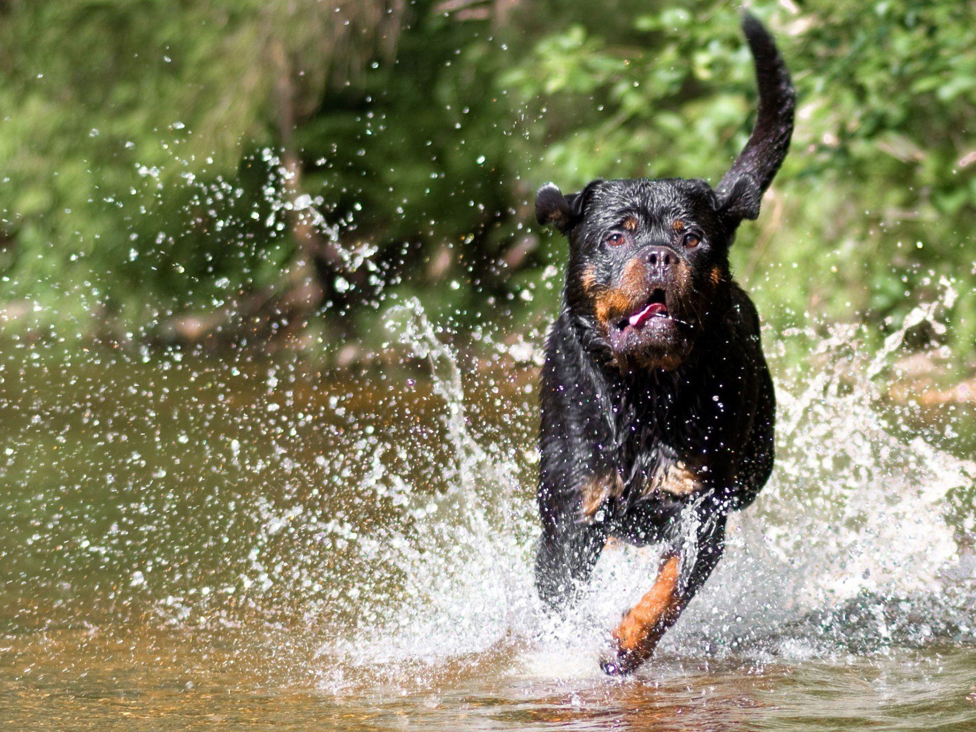 Rottweilers Wallpapers - Wallpaper Cave