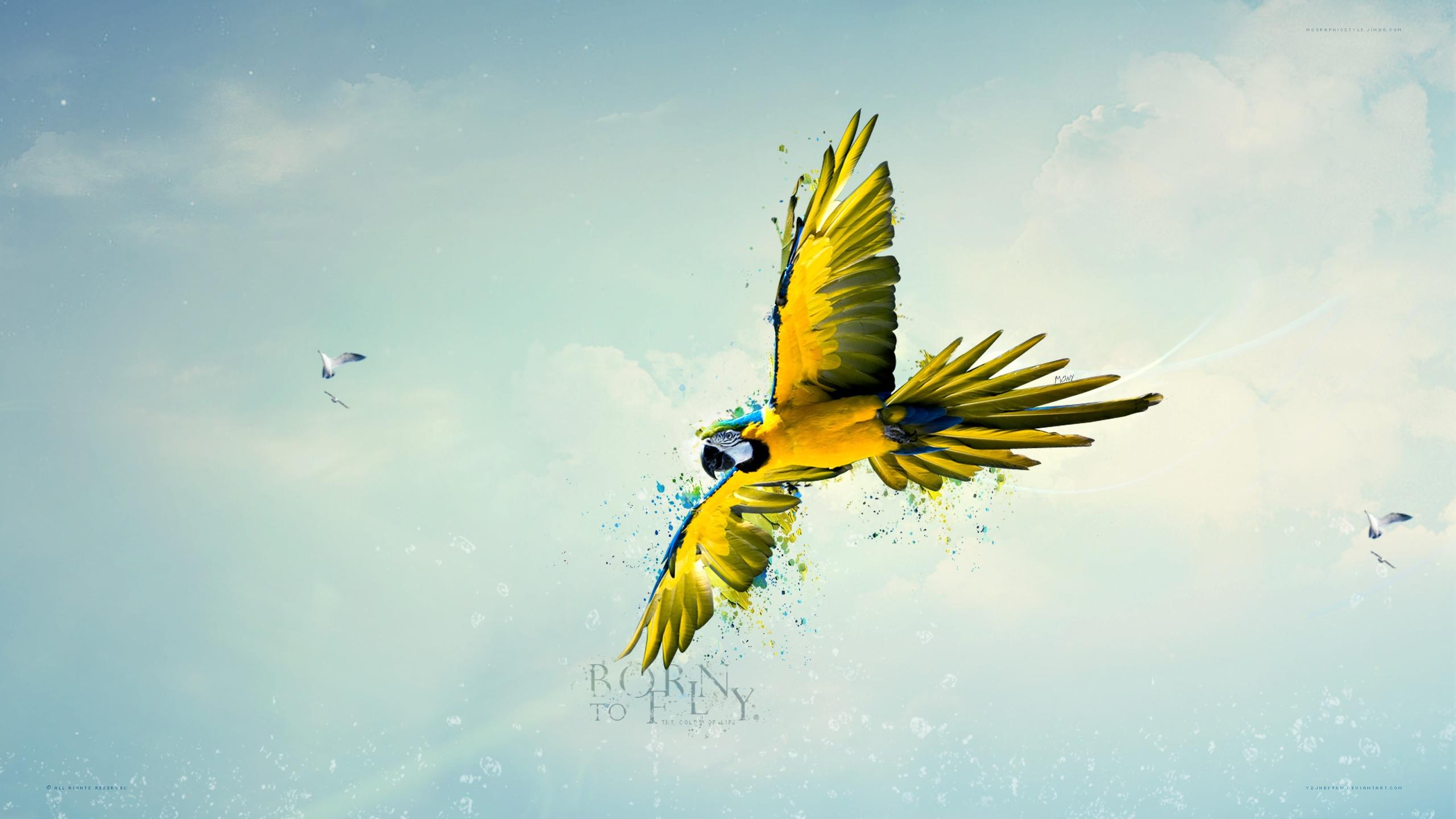 Fly Wallpapers - Wallpaper Cave