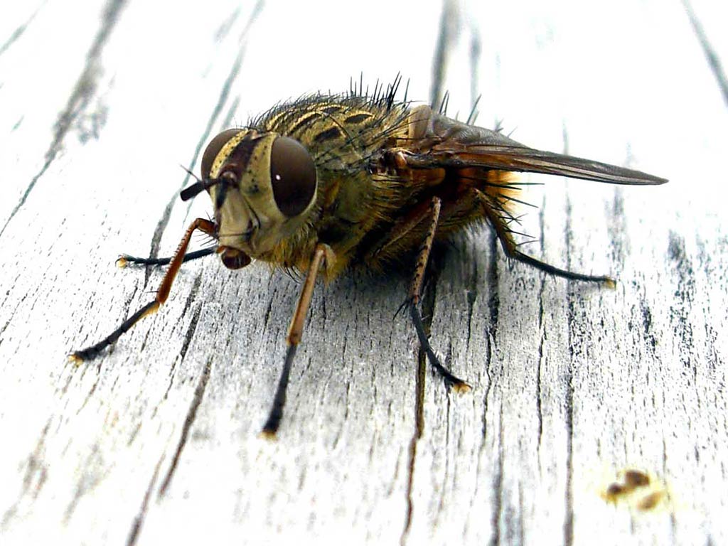 Fly Wallpapers - Wallpaper Cave