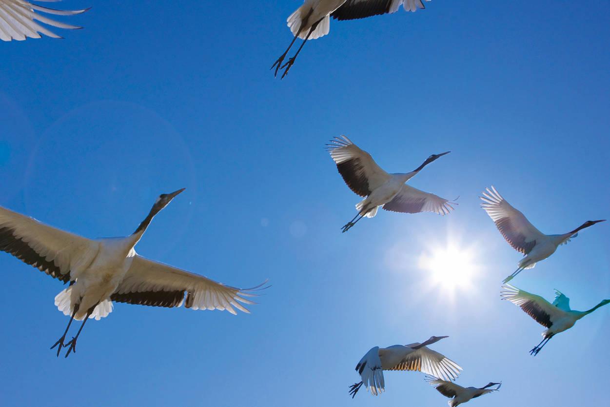 Fly Wallpapers - Wallpaper Cave