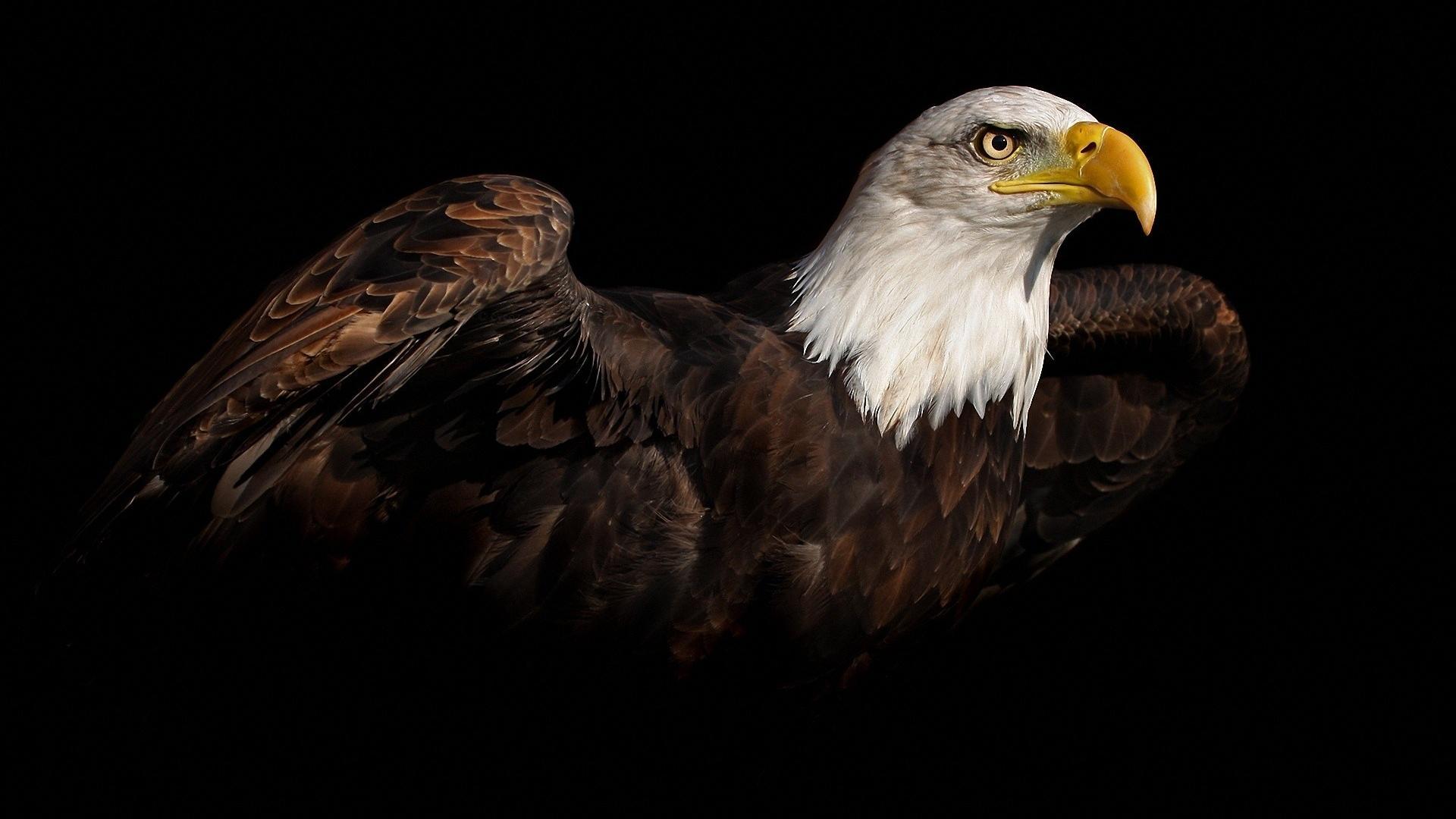 Fly Wallpapers - Wallpaper Cave