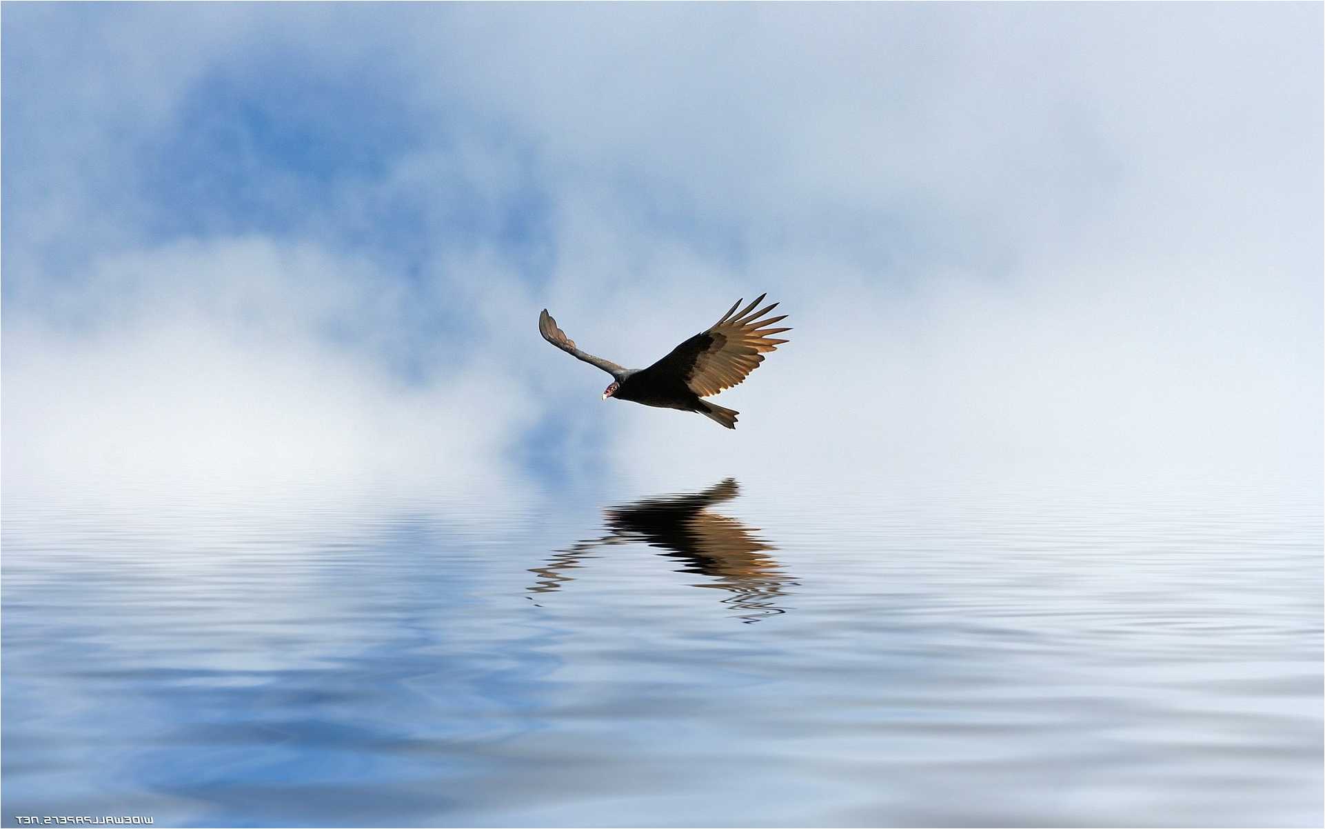 Fly Wallpapers - Wallpaper Cave