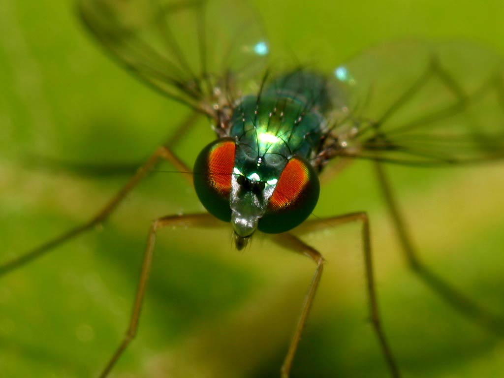 Fly Wallpapers - Wallpaper Cave