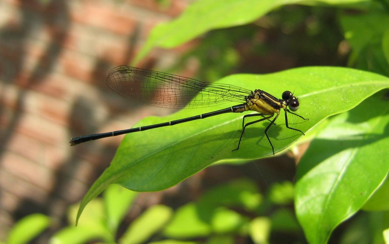 Fly Wallpapers - Wallpaper Cave