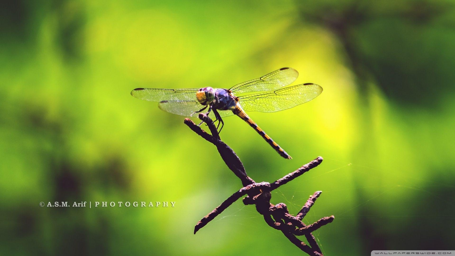 Fly Wallpapers - Wallpaper Cave