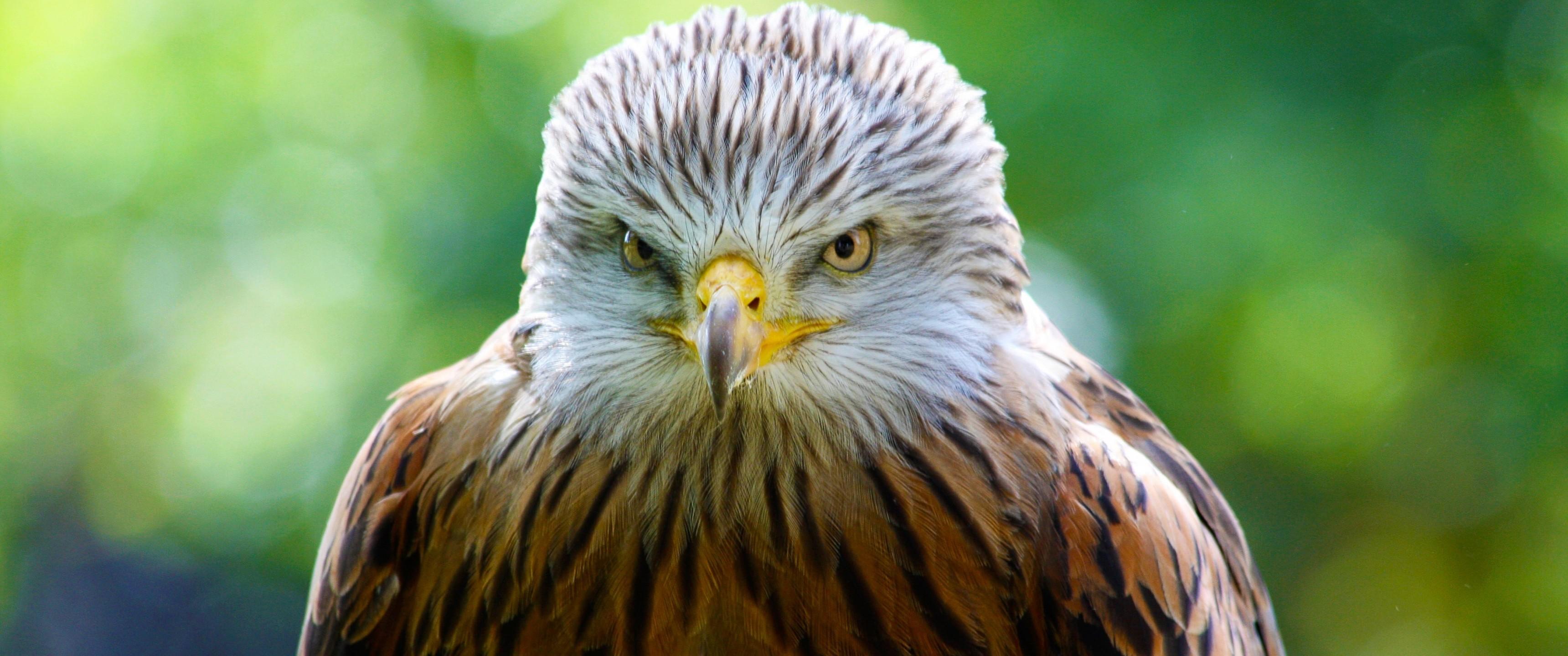 Hawk Bird Wallpapers - Wallpaper Cave