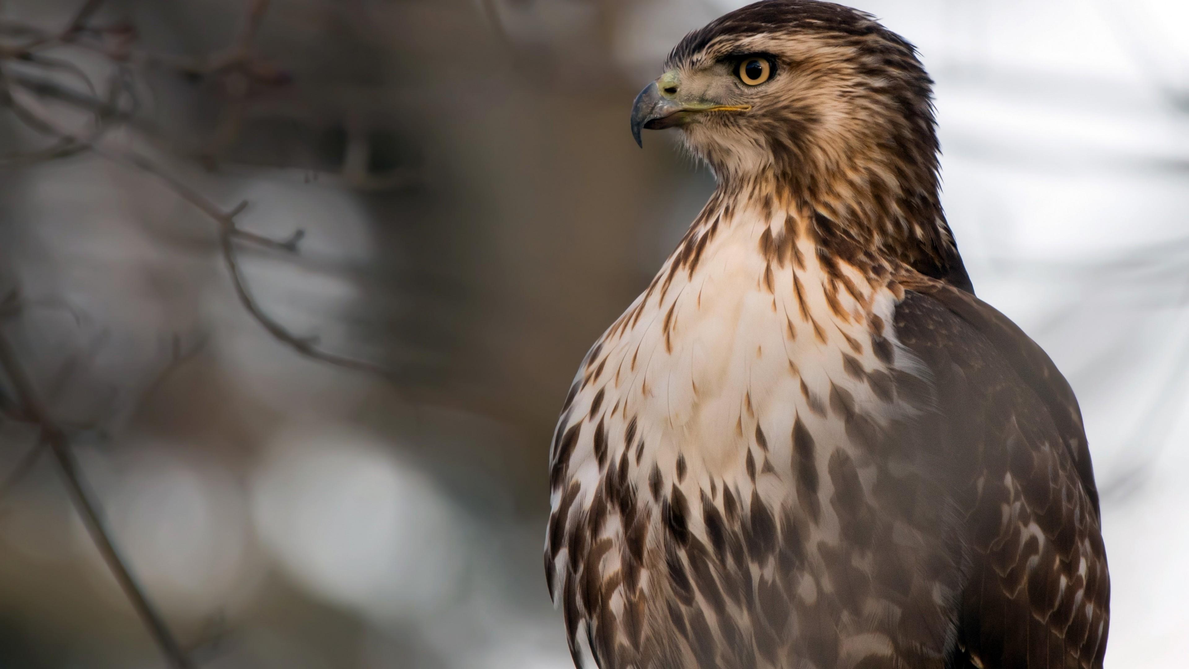 Hawk Bird Wallpapers - Wallpaper Cave