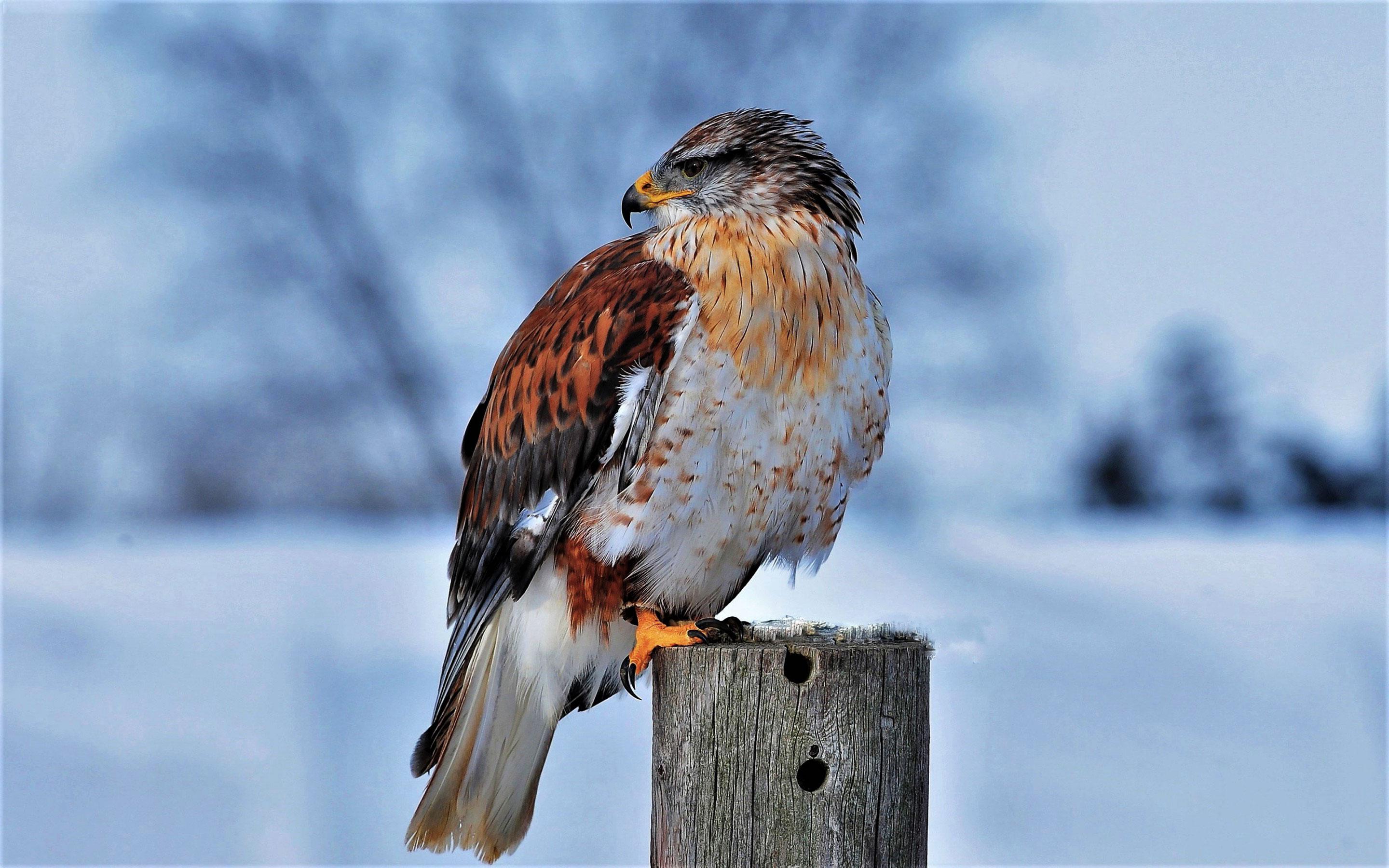 Hawk Bird Wallpapers - Wallpaper Cave