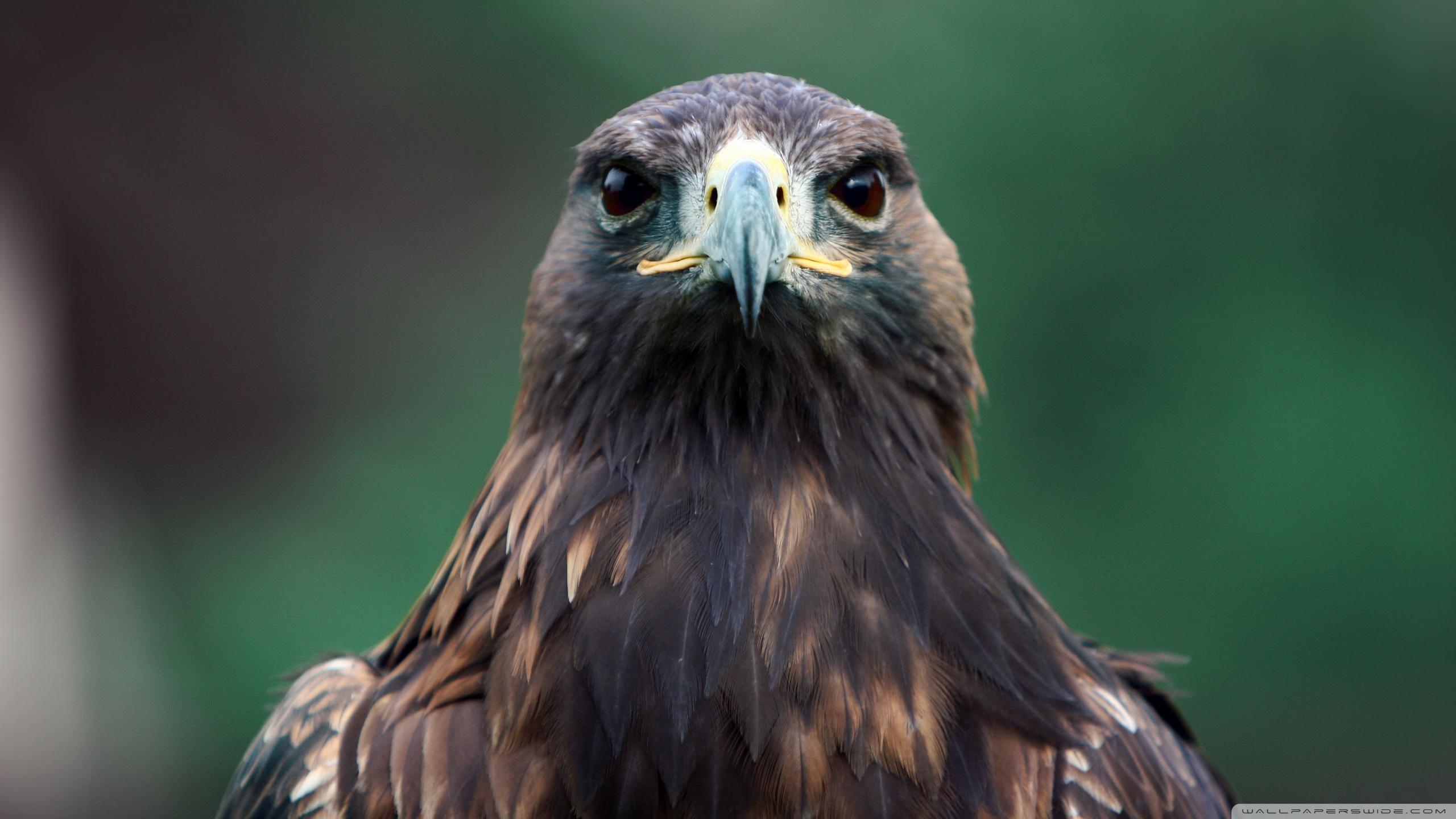 Hawk Bird Wallpapers - Wallpaper Cave