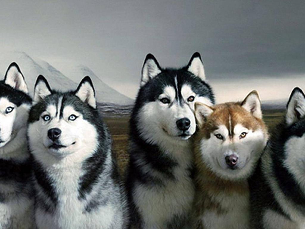 Husky Wallpapers - Wallpaper Cave