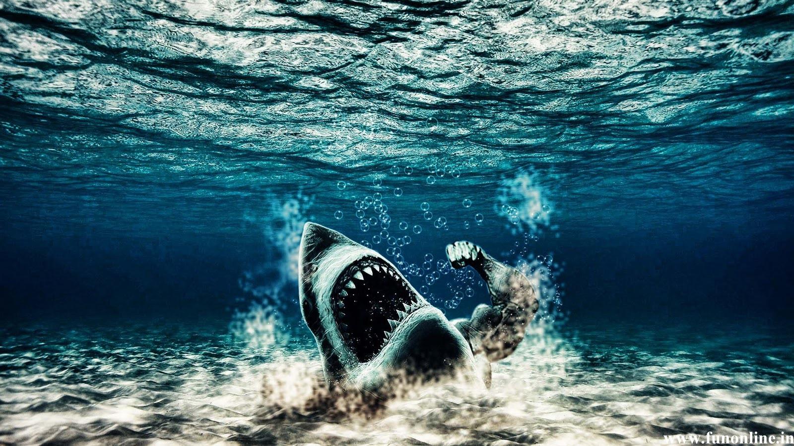 Shark Wallpapers - Wallpaper Cave