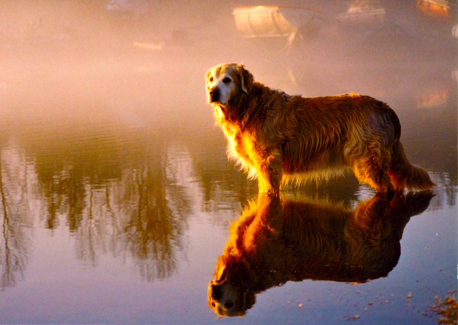 Golden Retriever Wallpapers - Wallpaper Cave