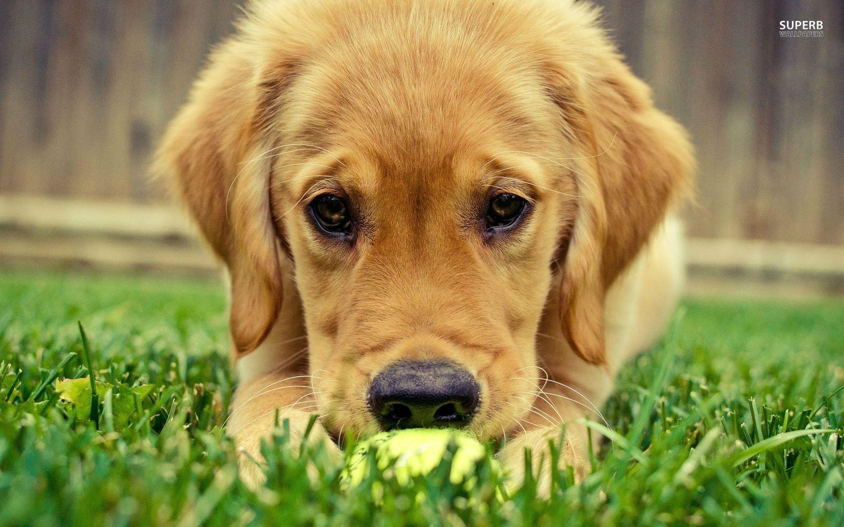 Golden Retriever Wallpapers - Wallpaper Cave