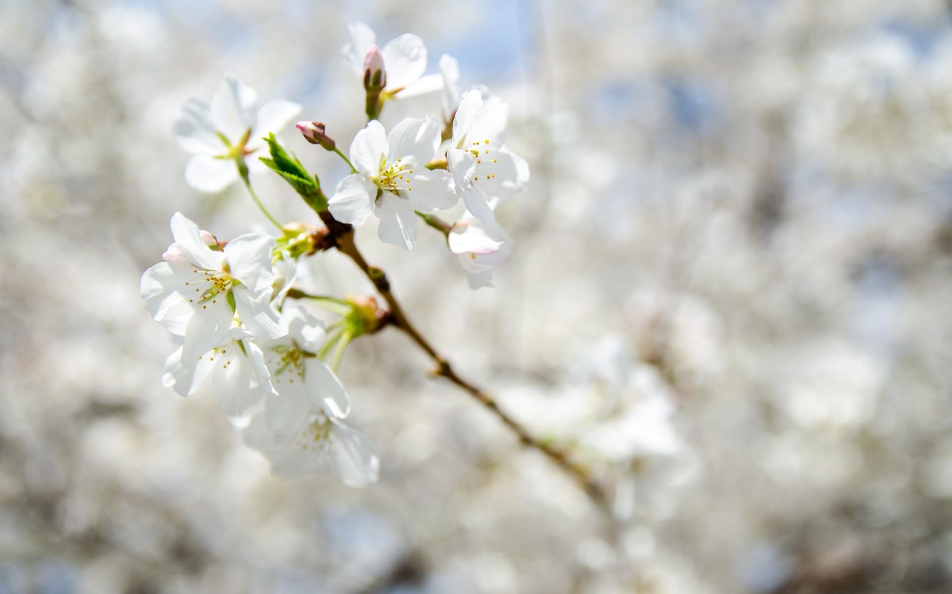 Blossom Wallpapers - Wallpaper Cave