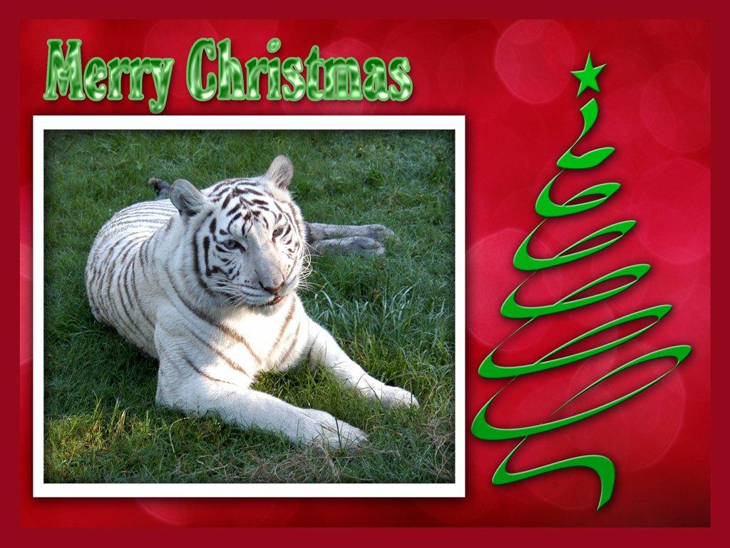 Christmas Tigers Wallpapers - Wallpaper Cave