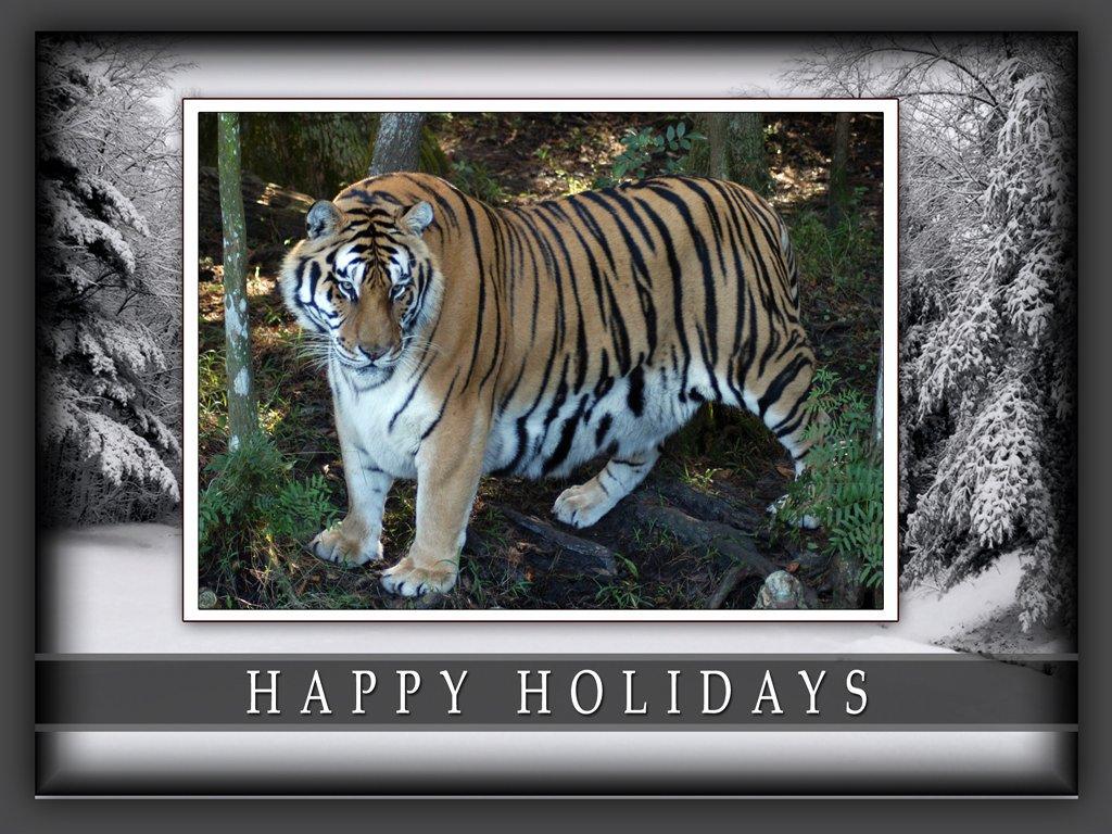 Christmas Tigers Wallpapers - Wallpaper Cave