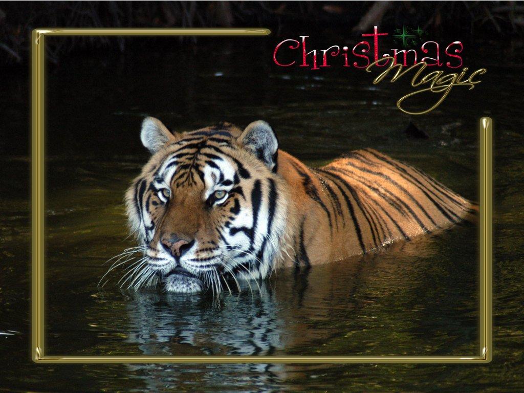 Christmas Tigers Wallpapers - Wallpaper Cave