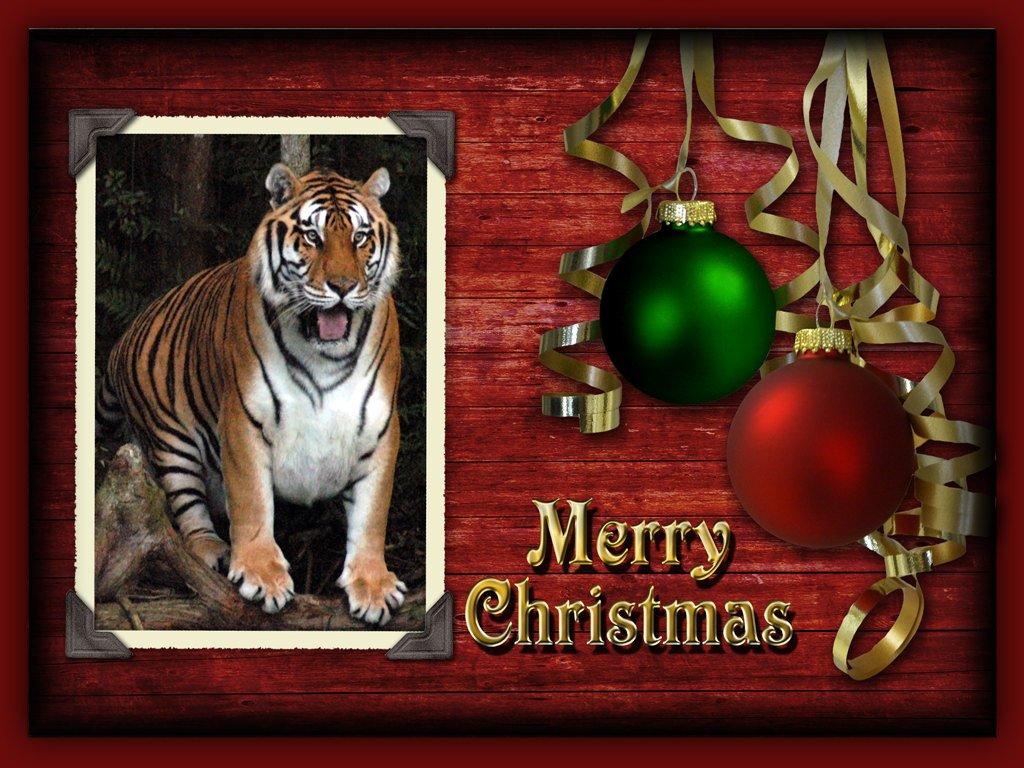 Christmas Tigers Wallpapers - Wallpaper Cave