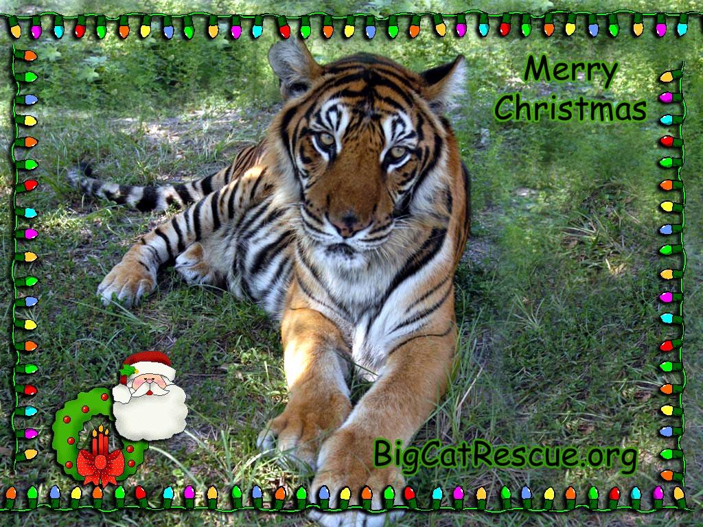 Christmas Tigers Wallpapers - Wallpaper Cave