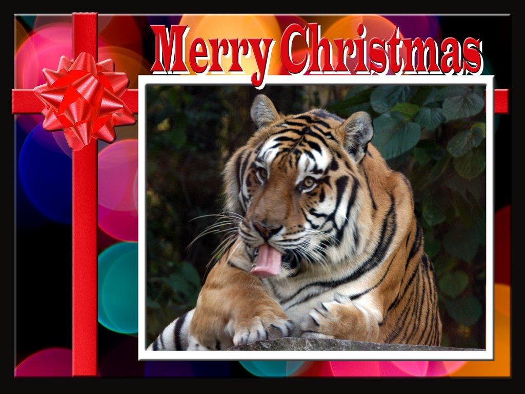 Christmas Tigers Wallpapers - Wallpaper Cave