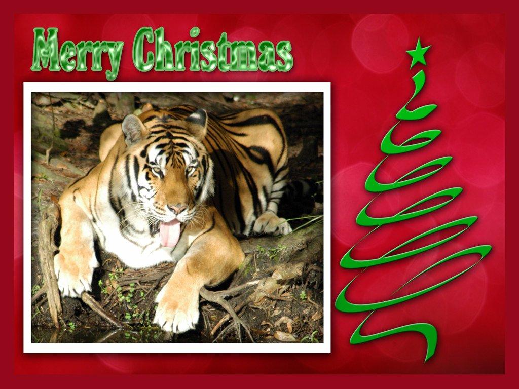 Christmas Tigers Wallpapers - Wallpaper Cave