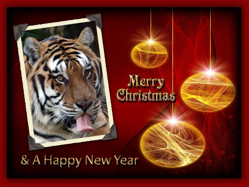 Christmas Tigers Wallpapers - Wallpaper Cave