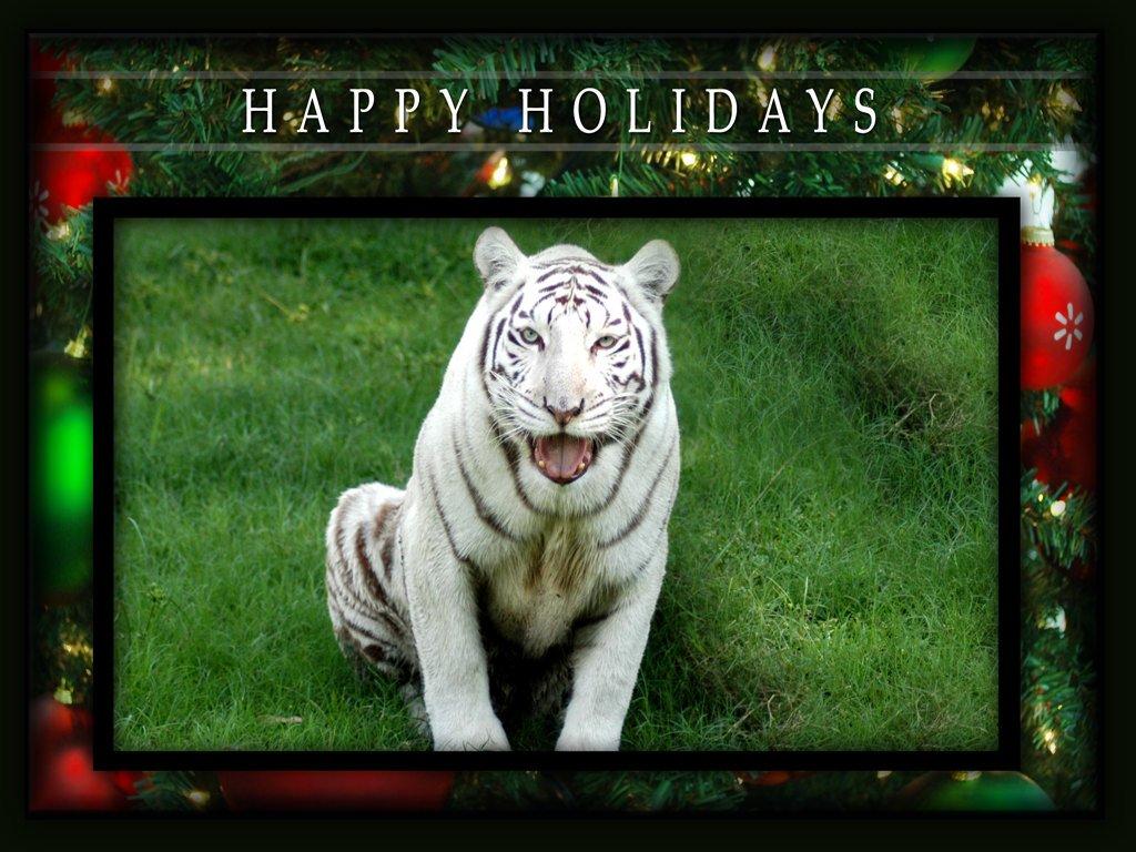 Christmas Tigers Wallpapers - Wallpaper Cave
