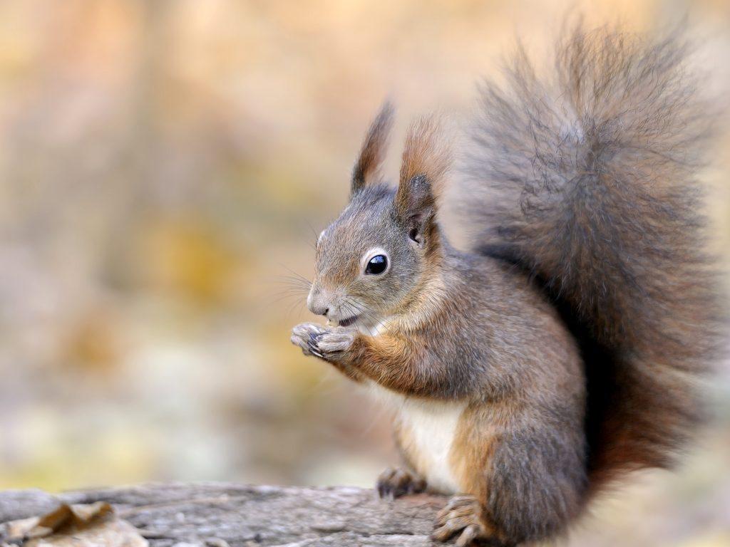 Squirrel Wallpapers - Wallpaper Cave
