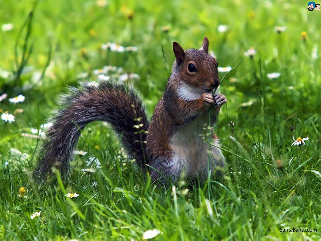 Squirrel Wallpapers - Wallpaper Cave