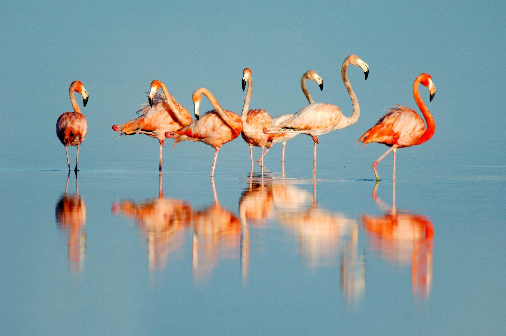 Flamingo Wallpapers - Wallpaper Cave